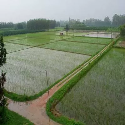 India's Green Revolution Gains Momentum