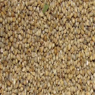 APEDA Fortifies Millet Exports with Global Trade Fairs and Promotions