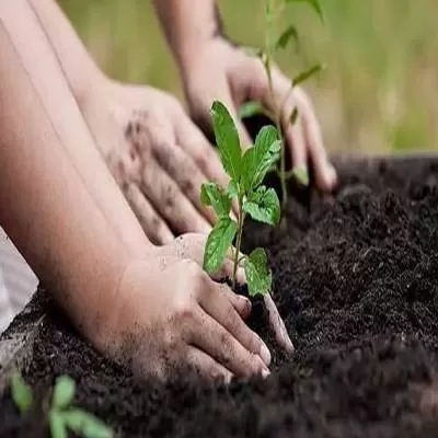 India's Green Revolution: National Afforestation Program Unveiled